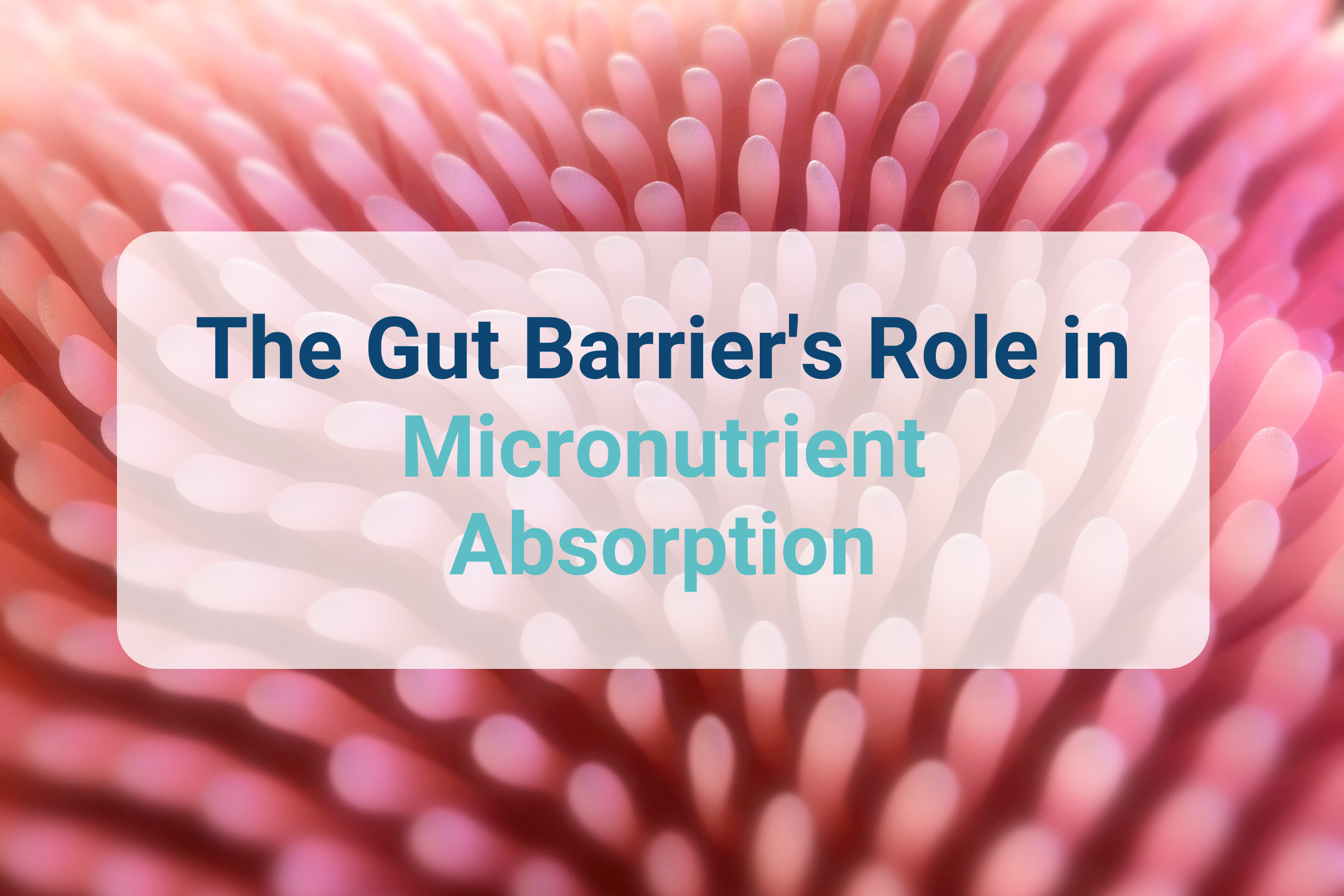 The Gut Barrier's Role in Micronutrient Absorption